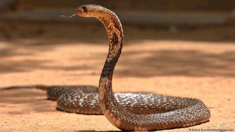 Una cobra muere tras recibir una mordedura de un niño – DW – 18/11/2022