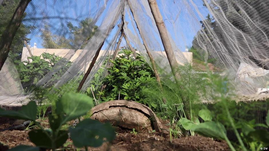 Farming: Back to traditional roots – DW – 11/24/2022