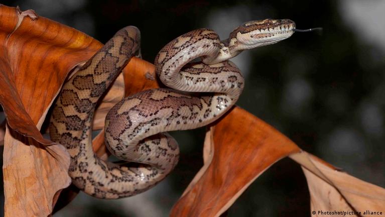Australia: Python bites, drags child into pool – DW – 11/25/2022