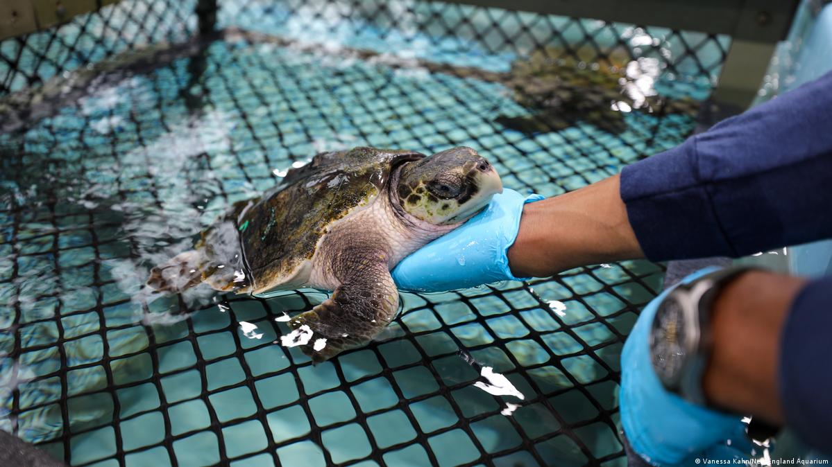 US aquarium saves 150 sea turtles from the cold – DW – 11/29/2022