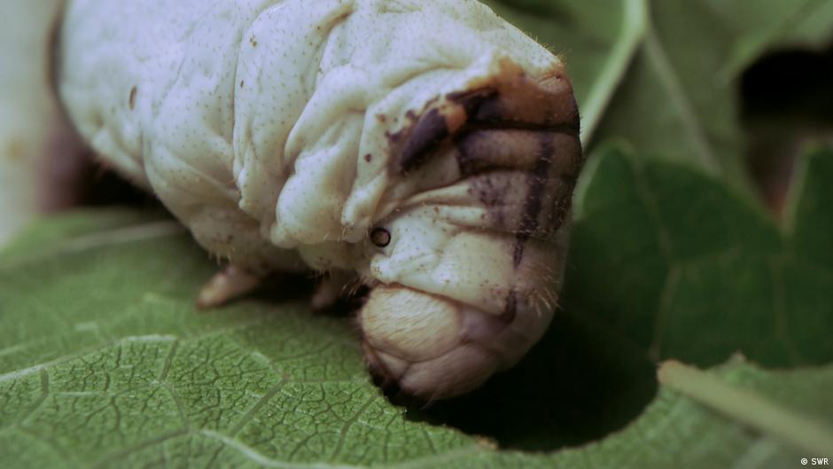 Silkworms in sustainable fashion