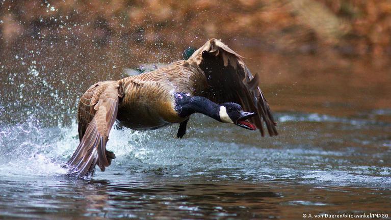 Gansos furiosos vencen a humanos en batalla territorial – DW – 05/12/2022