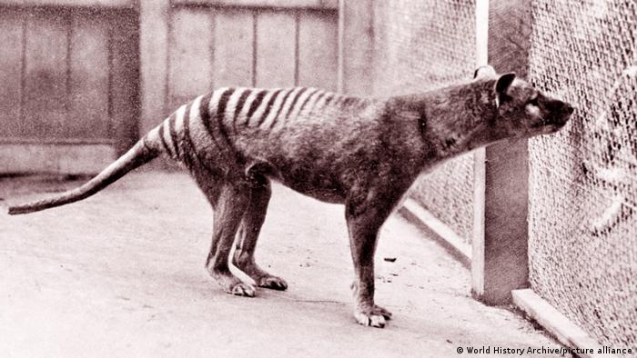 Científicos hallan los restos del último tigre de Tasmania a plena ...