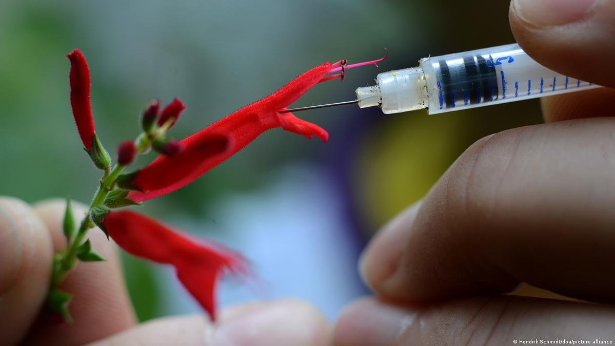 Biopiracy: Making rich nations pay for Indigenous knowledge – DW – 12 ...