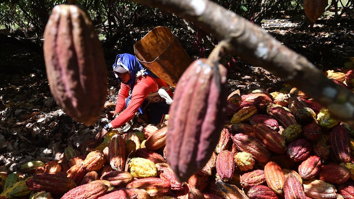 As chocolate prices soar, will cocoa farmers benefit? – DW – 03/28/2025
