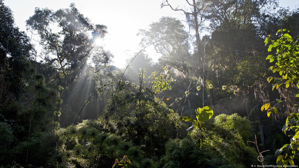 Brasil: Dar títulos de propiedad a indígenas protege selva – DW – 27/01 ...