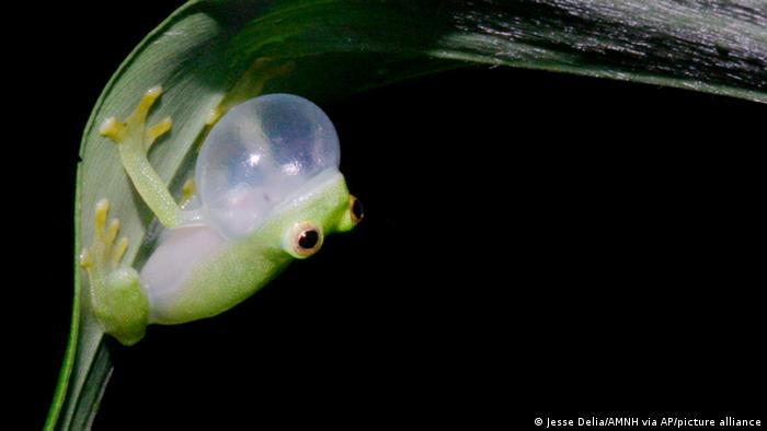 Científicos revelan los secretos de la transparencia de la rana de ...