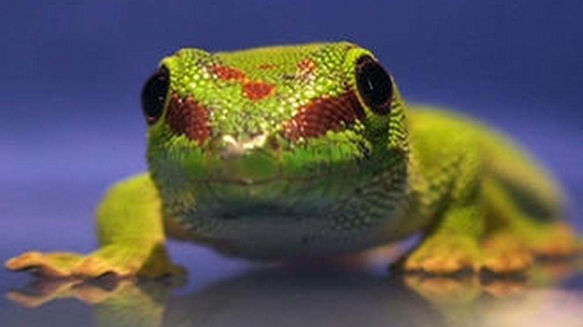 Researcher's sticky tape imitates gecko feet – DW – 02/11/2011