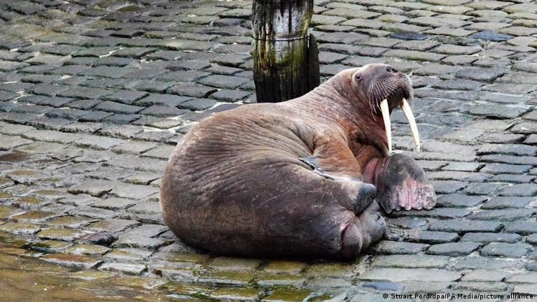 Ciudad renuncia a pirotecnia de Nochevieja por una morsa