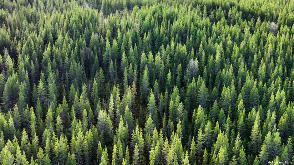 Lapland - The last primeval forests – DW – 01/16/2023