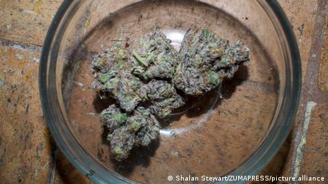 Kush Weed Strawberry Kush, Easy To Grow Cannabis Strain