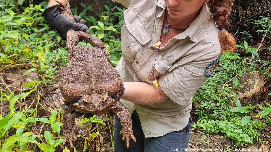 Hallan "monstruoso" sapo gigante de 2,7 kilos en Australia – DW – 20/01 ...