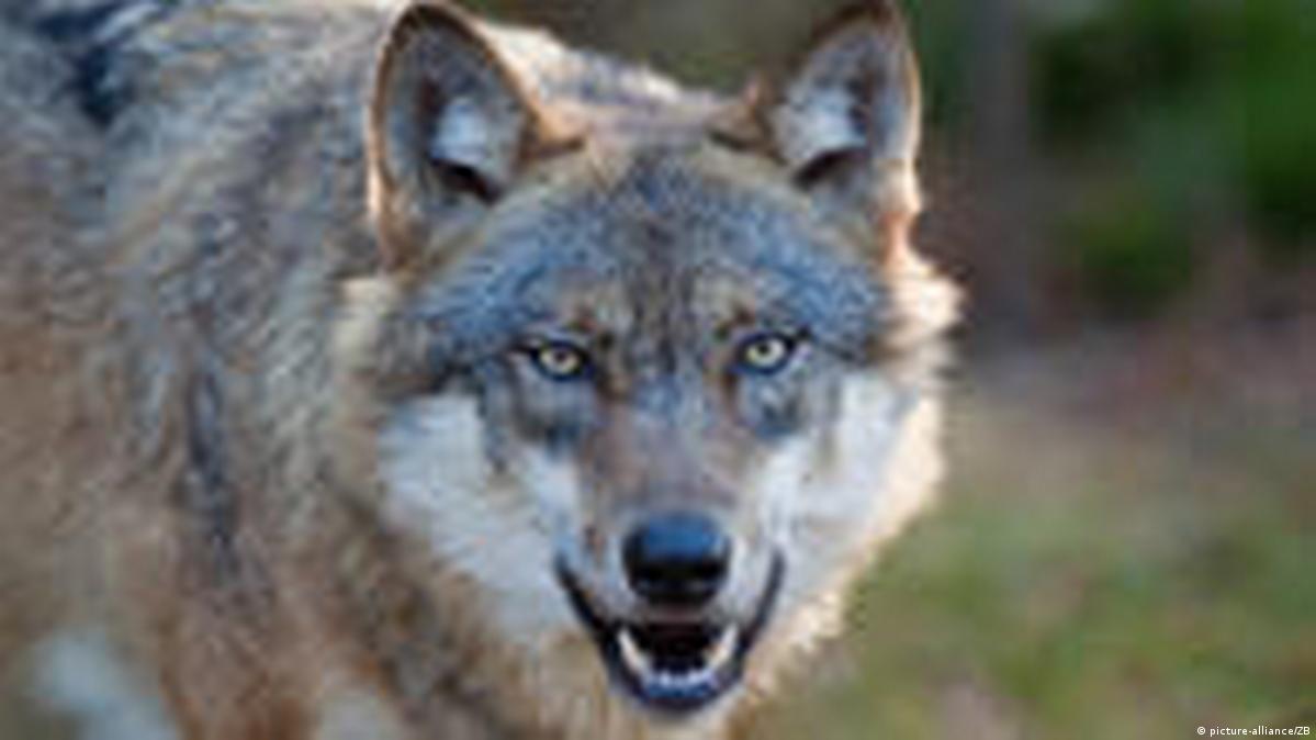 The eye of the wolf – DW – 02/24/2011