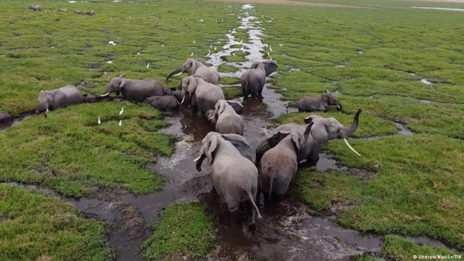 Amid Kenya's drought, bushmeat poaching on the rise – DW – 02/12/2023