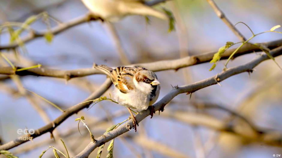 A safe haven for Delhi's sparrows