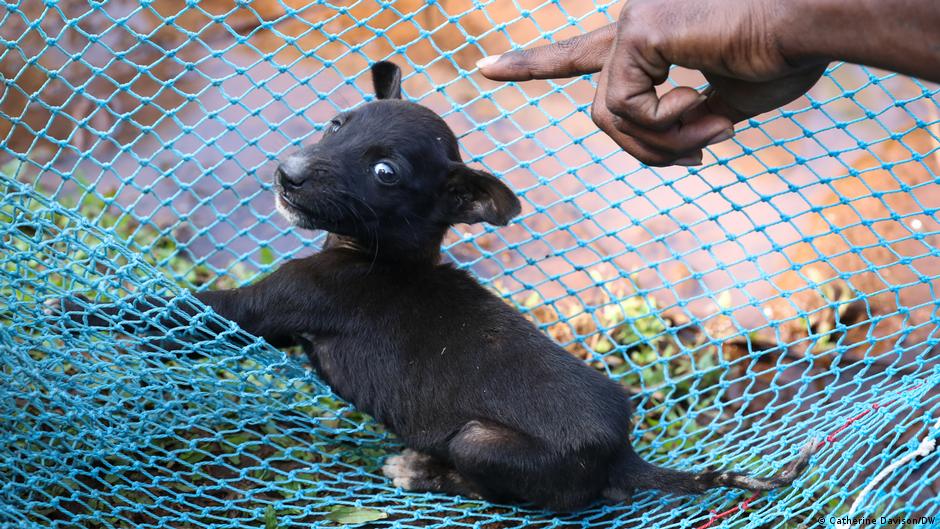 India: How Goa succeeded in eliminating rabies – DW – 02/02/2023