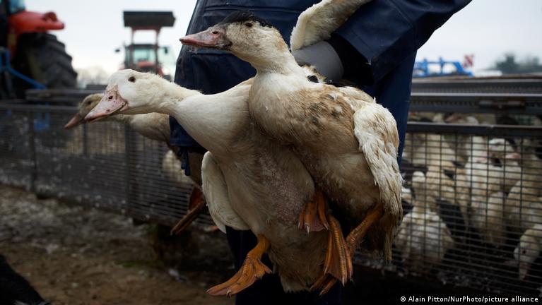 France to vaccinate millions of ducks against bird flu
