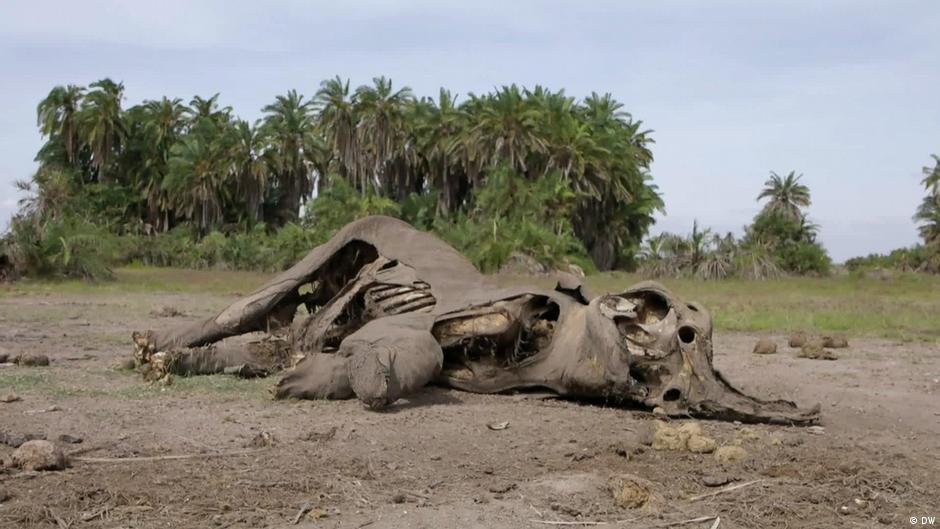 Climate crisis claims thousands of Kenya's animals – DW – 02/03/2023