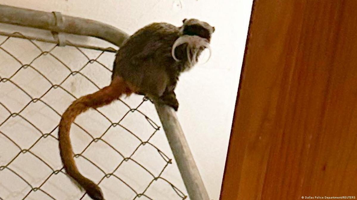 US: Man arrested after stealing two monkeys from Dallas Zoo – DW – 02 ...