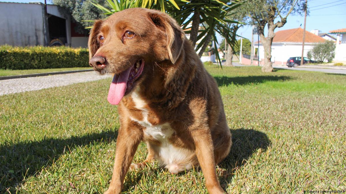 Bobi bate récord Guinness del perro más viejo de la historia – DW – 14 ...
