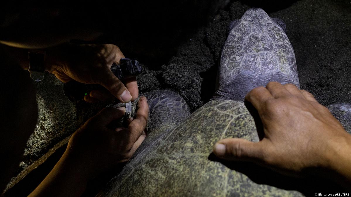 Sea turtle poachers become their protectors