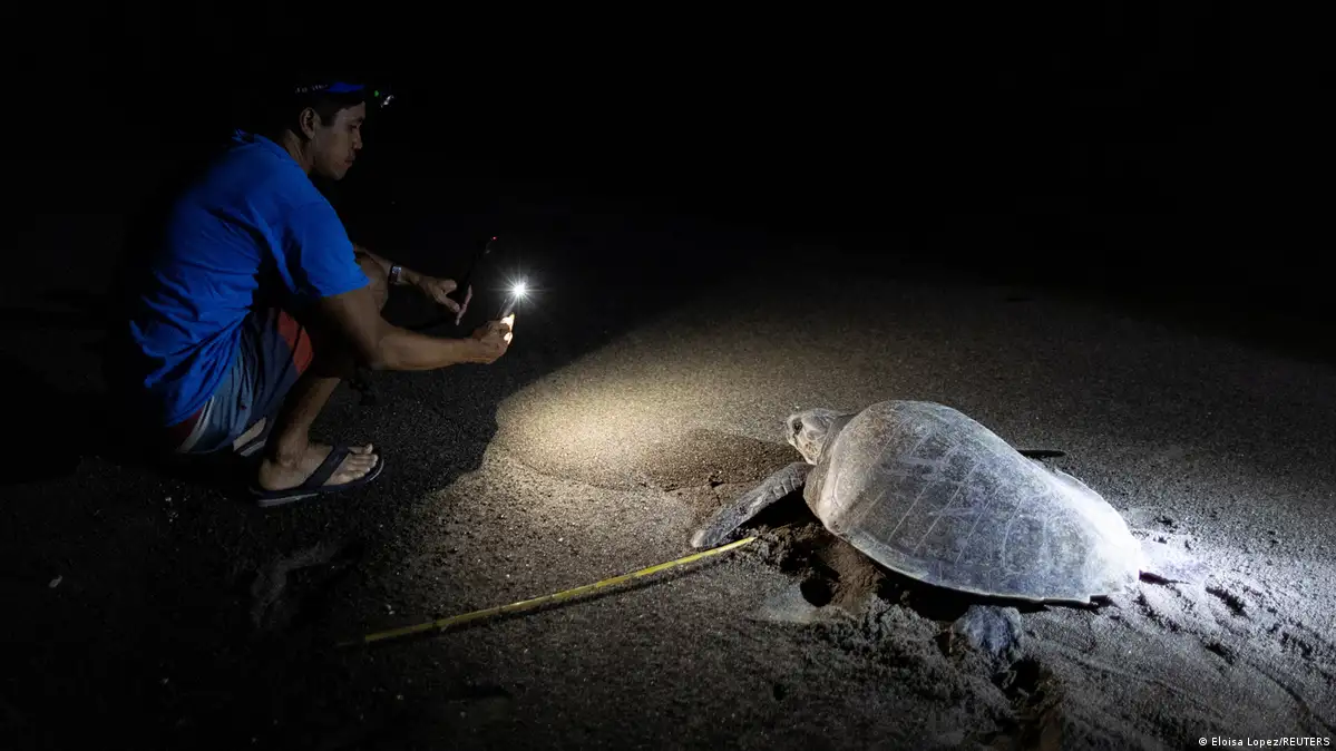 Fossil Turtle Species 55 Million Years Old Sheds Light 13