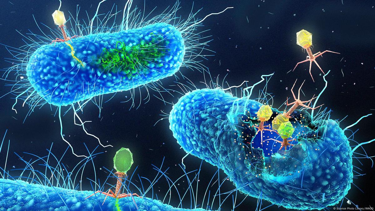 Africa's fight against antimicrobial resistance – DW – 09/30/2024 Africa's fight against antimicrobial resistance – DW – 09/30/2024