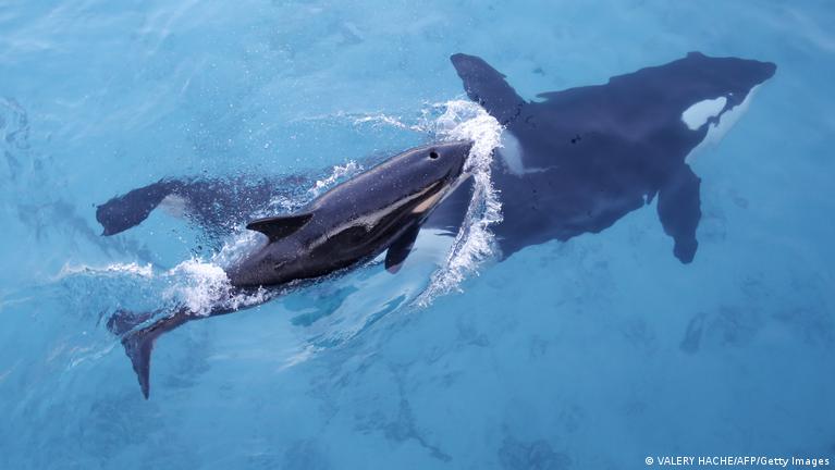 Orcas' complex world of grieving mothers, playful pods – DW – 01/03/2025