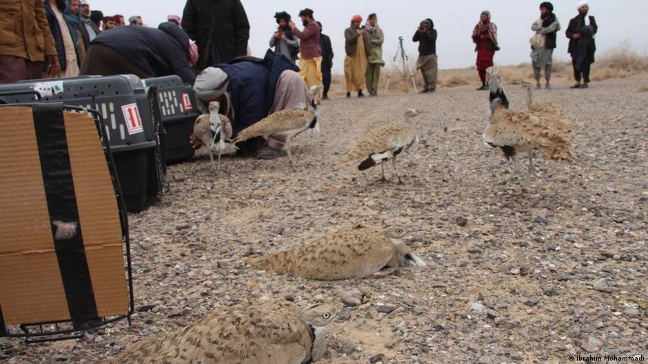 شیخ قطری ۳۰۰ پرنده شکاری را در فضای فراه رها کرد – DW – ۱۴۰۱/۱۱/۲۲