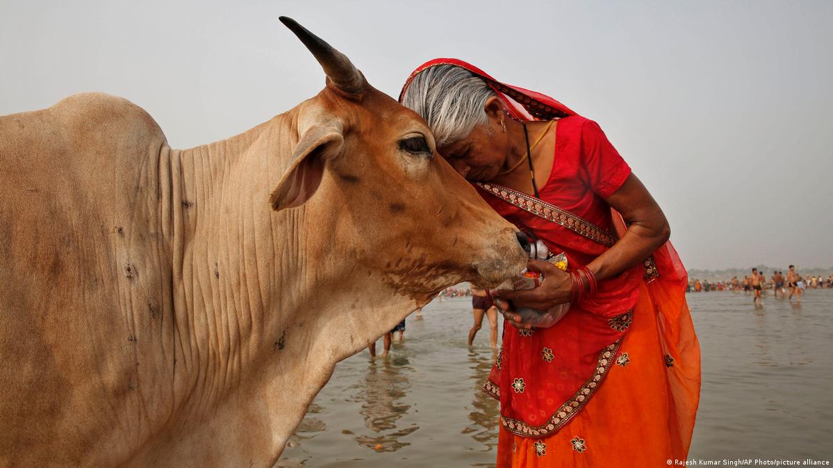 The politics behind India's beef bans
