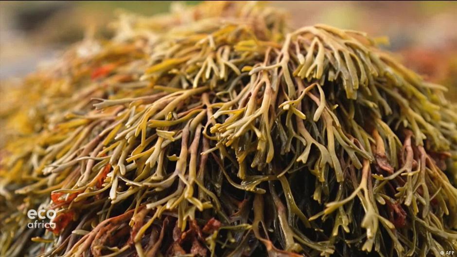 Doing Your Bit: Turning seaweed into a plastic replacement – DW – 02/16 ...