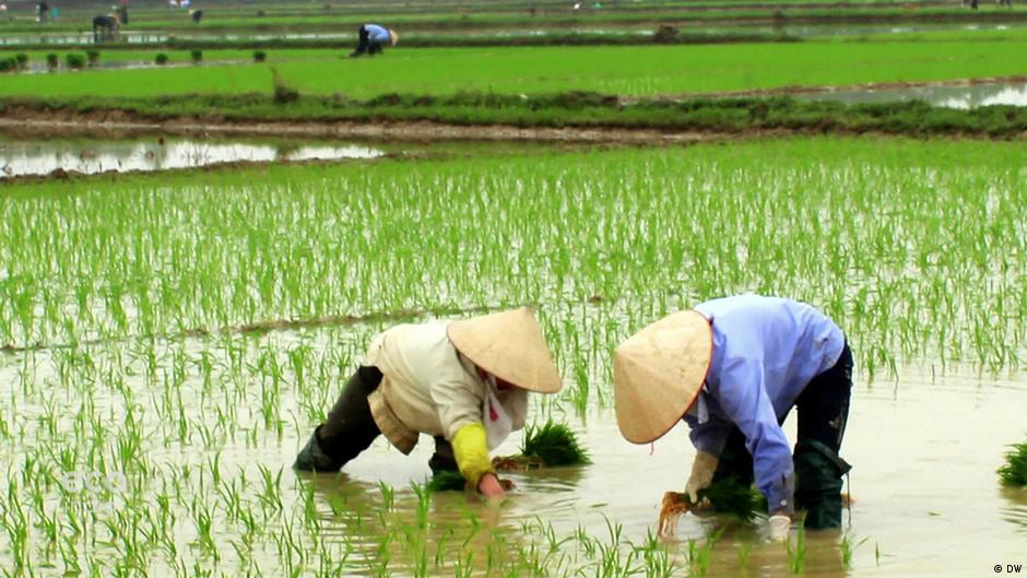 Rice farming: A reckoning – DW – 02/23/2023