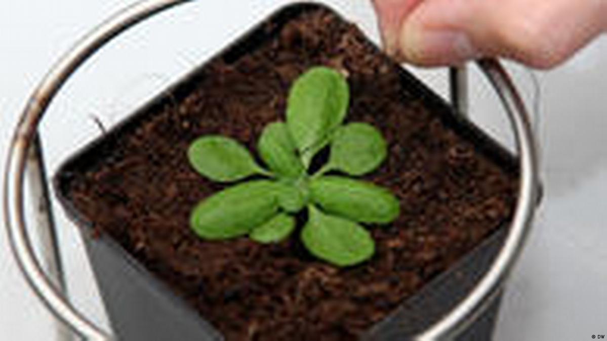 A growing passion for modified plants – DW – 02/18/2011