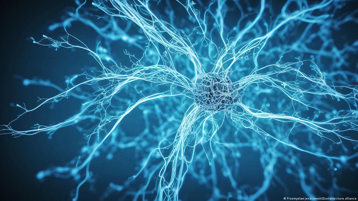 Descubren mecanismo en neuronas del cerebro para repararse – DW – 01/03 ...