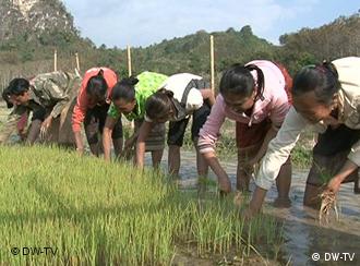 Fair Trade: Purple Rice from Laos – DW – 04/05/2011