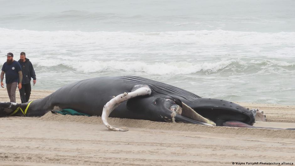 US: Anti-renewable groups target whale deaths – DW – 03/06/2023