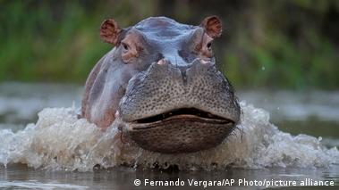 Colombia: Pablo Escobar's hippo population is a huge problem – DW – 05 ...
