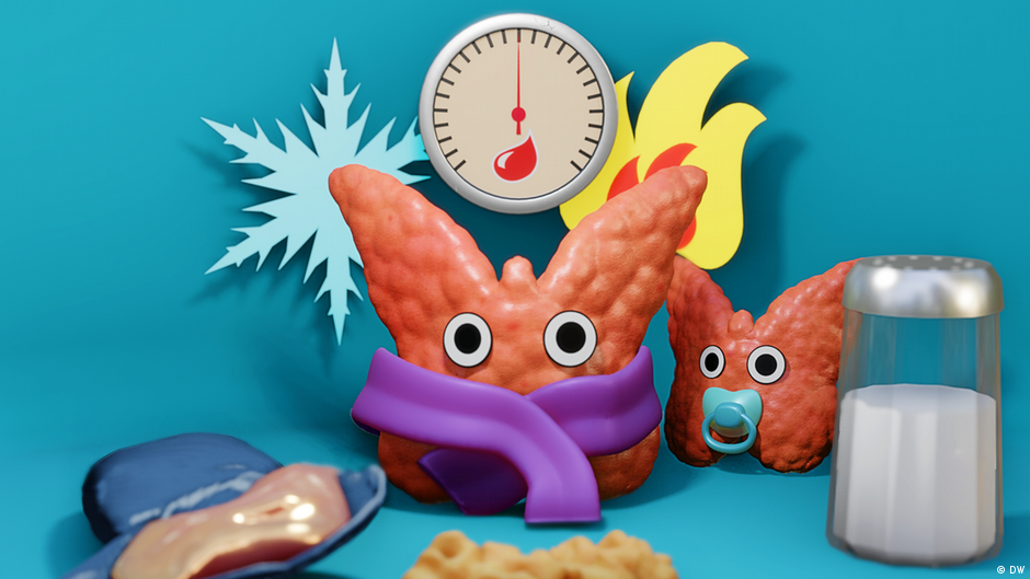 How the thyroid gland works