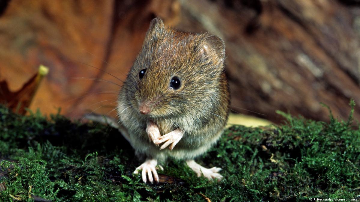 Alaskapox: First known death from the virus – DW – 02/14/2024