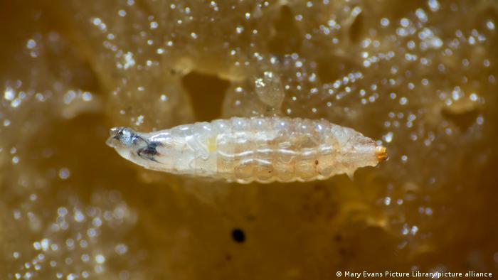 Completan el mapa cerebral de un insecto, un gran avance para la neurociencia | Ciencia y ...