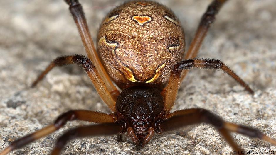La araña viuda negra está siendo cazada por la viuda marrón – DW – 13 ...