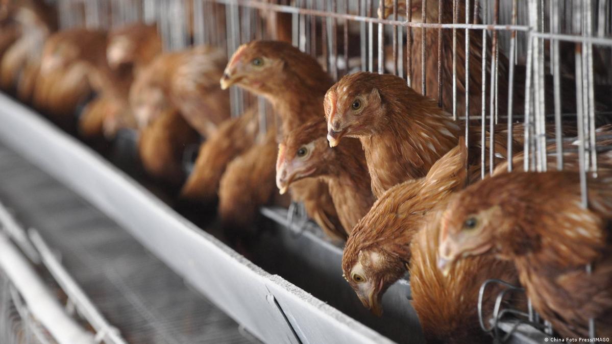 How chicken farms are breeding antimicrobial resistance – DW – 01/19/2024