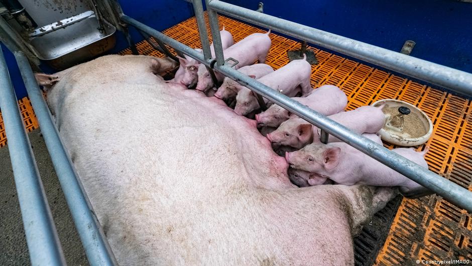 Farmed animals suffer amid exploding meat demand – DW – 03/16/2023