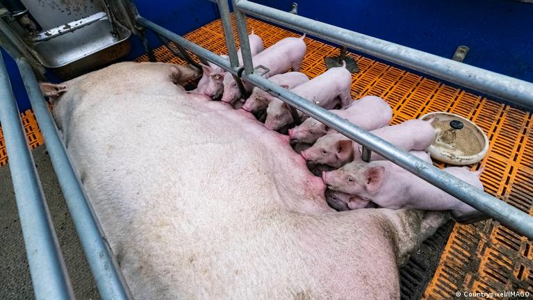 Farmed animals suffer amid exploding meat demand – DW – 03/16/2023