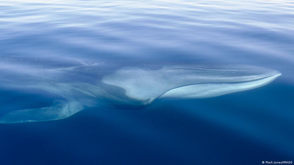 Video: Avistan enorme ballena con grave escoliosis frente a las costas ...