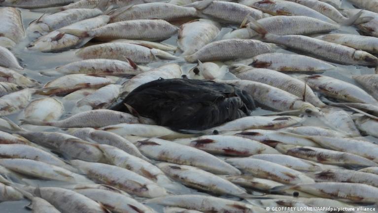 Australia: 'Millions' of dead fish clogging Darling River – DW – 03/18/2023