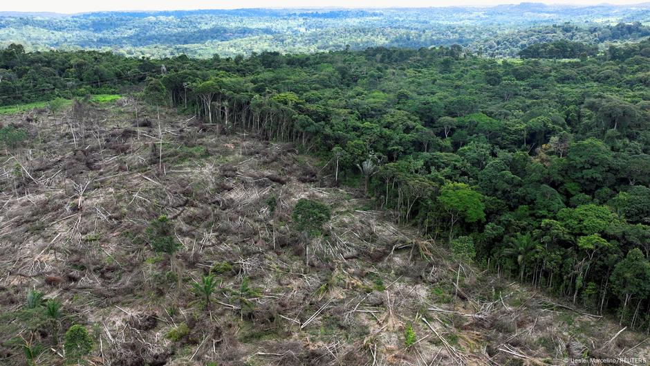 EU lawmakers adopt ban on goods linked to deforestation – DW – 04/19/2023 EU lawmakers adopt ban on goods linked to deforestation – DW – 04/19/2023
