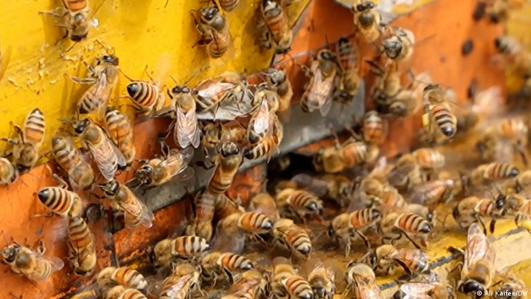 250 million bees escape after truck overturns in US – DW – 05/31/2025