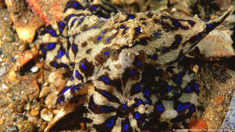 Mudanças de cor durante sono podem indicar que polvos sonham – DW – 30 ...