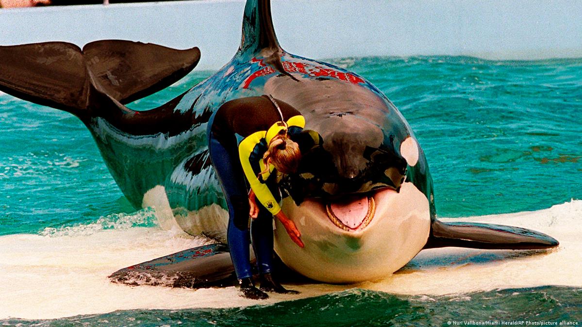 La orca más anciana en cautiverio será liberada tras 50 años – DW – 31 ...